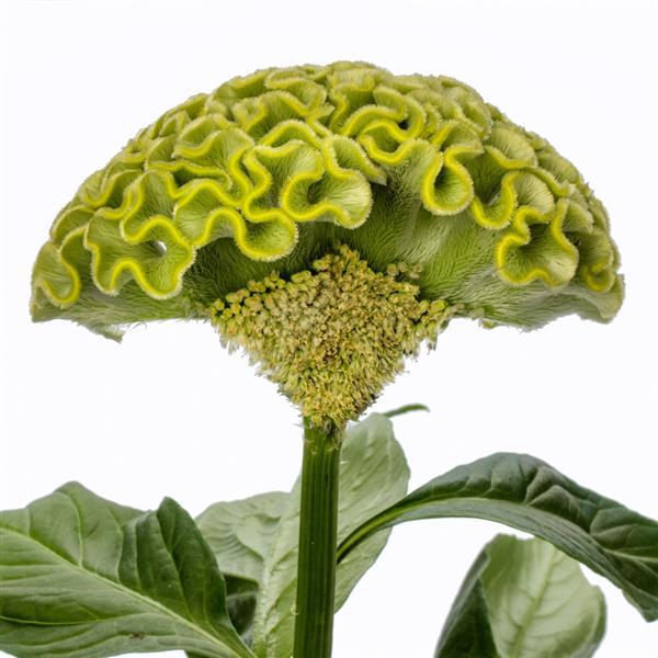 CELOSIA - ACT GREEN(VERDA) – Coulee View Flora