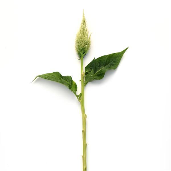 CELOSIA - SUNDAY GREEN – Coulee View Flora